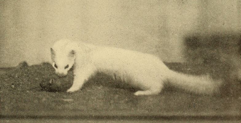 Hermelinpelz – woher kommen die schwarzen Punkte? – Textile Geschichten